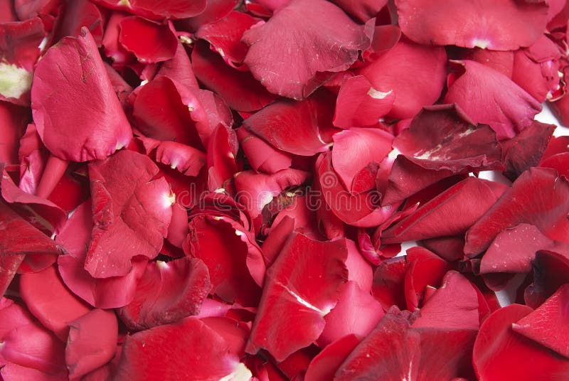 Red petals stock image. Image of romantic, flower, conceptual - 12383947