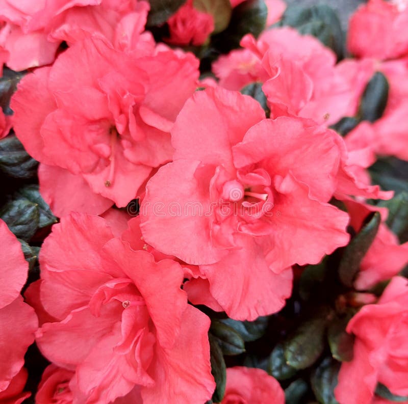 Red Petals of Azalea Shrub of the Theaceae Stock Image - Image of plant ...