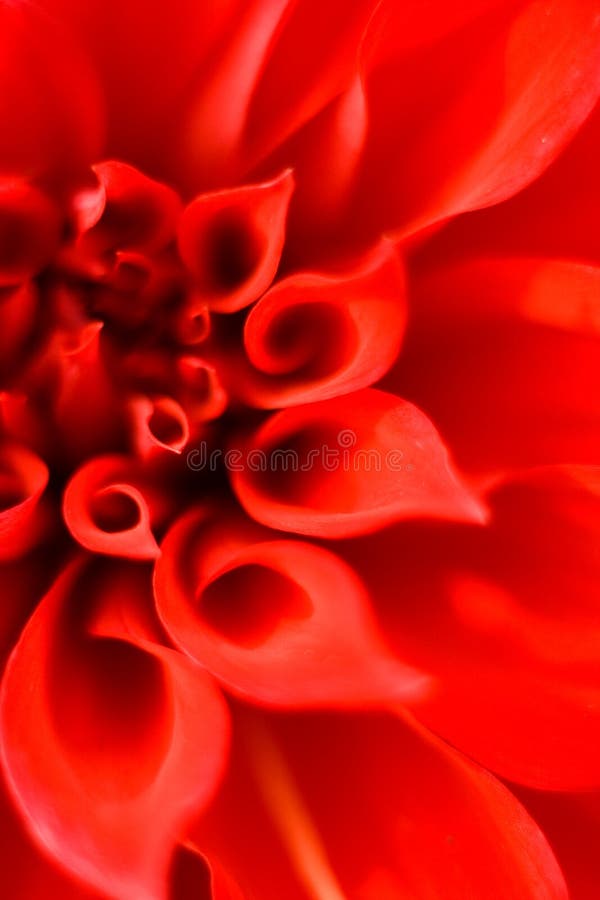 Red petals of a flower stock photo. Image of love, flower - 16321648