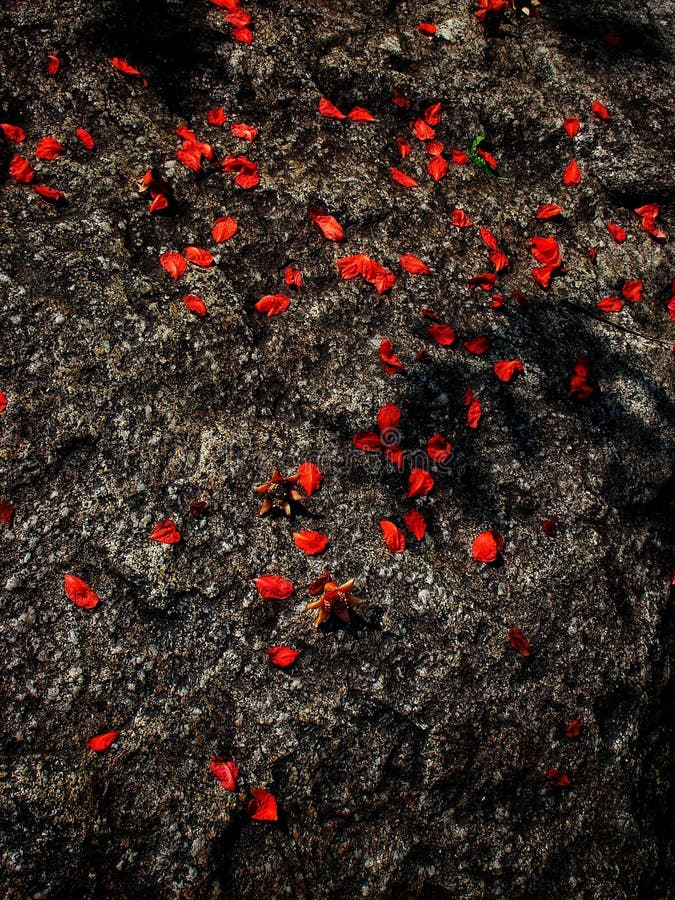 Red petals on stone stock image. Image of stone, background - 278378205