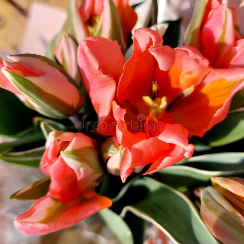 Red Petals of Tulipa Bulbous Plant Stock Image - Image of bulbous ...
