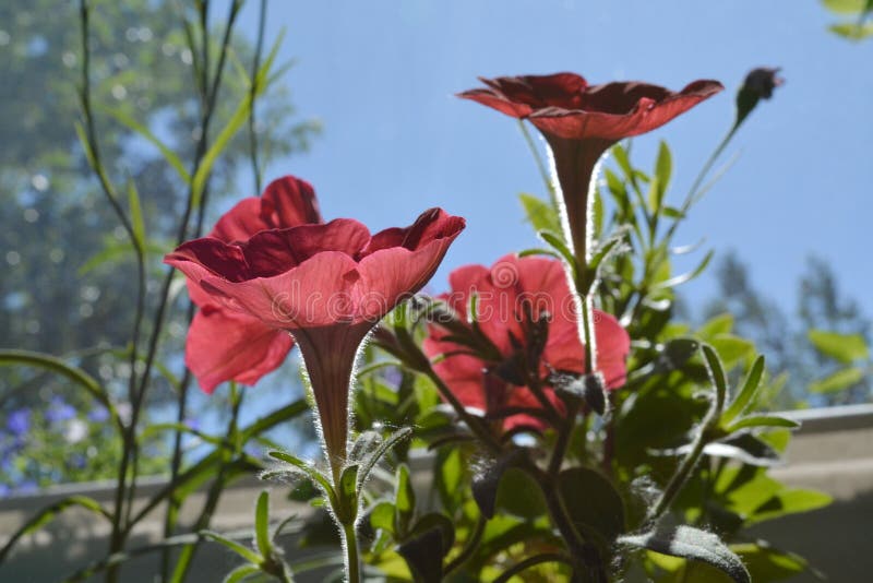 Red Petunia Flowers in Balcony Greening. Summertime Stock Photo - Image ...