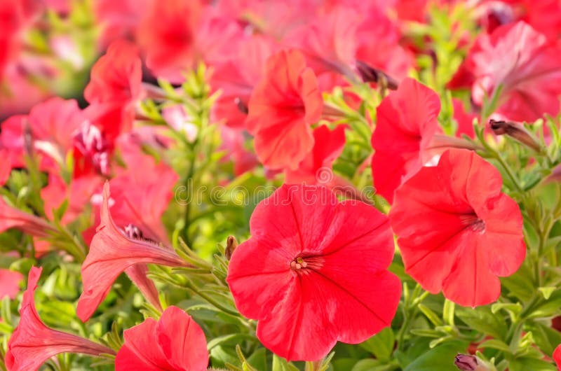 Red petunia flowers stock image. Image of flower, group - 42270335
