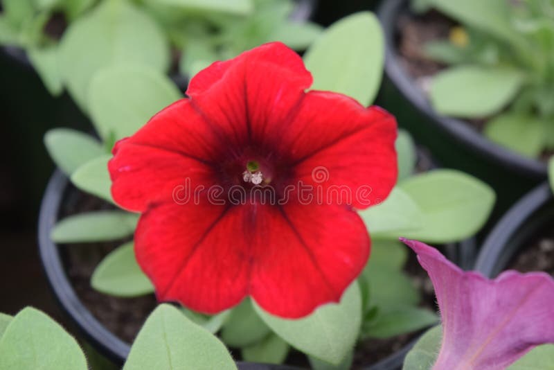 Red petunia stock image. Image of closeup, petunia, seed - 91356267