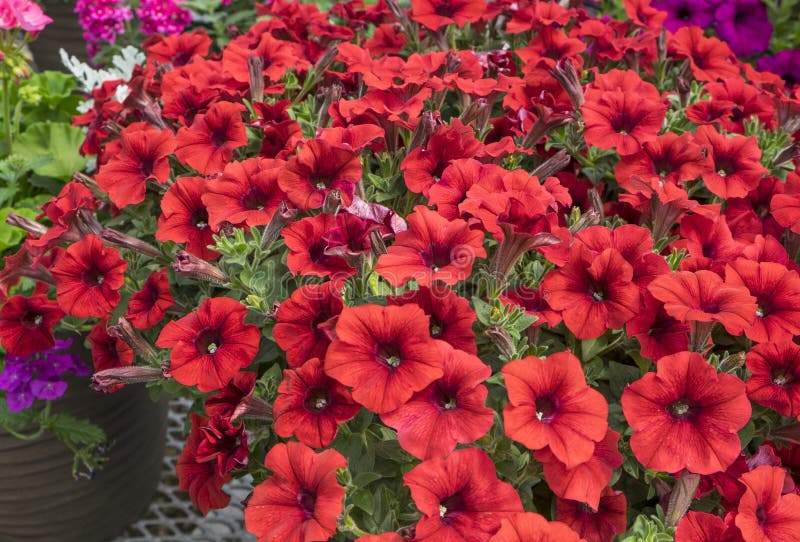 Red Petunias #2 stock photo. Image of colors, market - 41515626