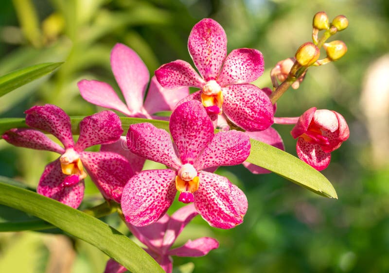 Red Phalaenopsis Orchid Flower Stock Image - Image of closeup, bouquet ...
