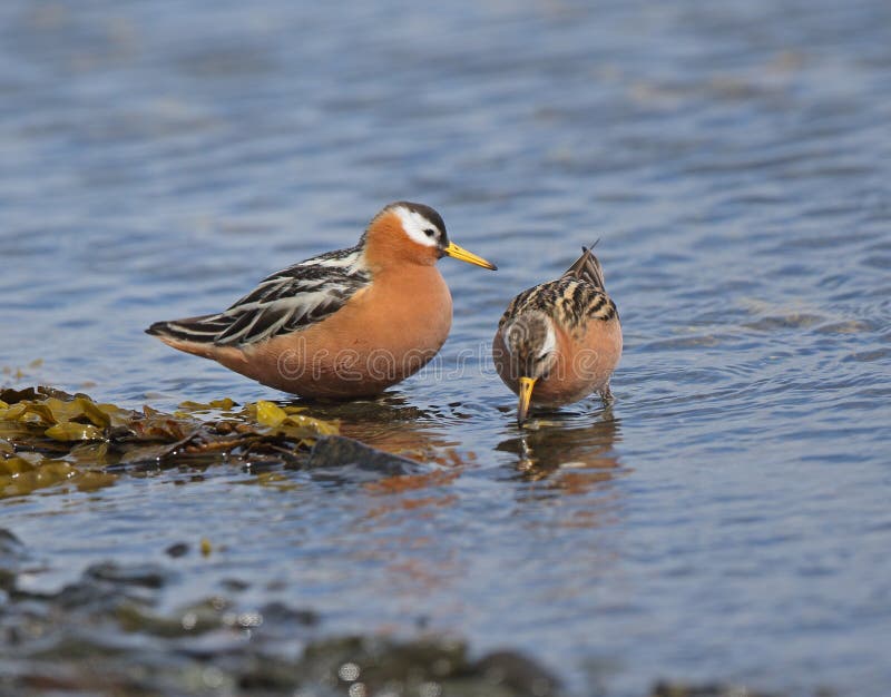 Red Phalarope (Grey Phalarope) Stock Photo - Image of background ...