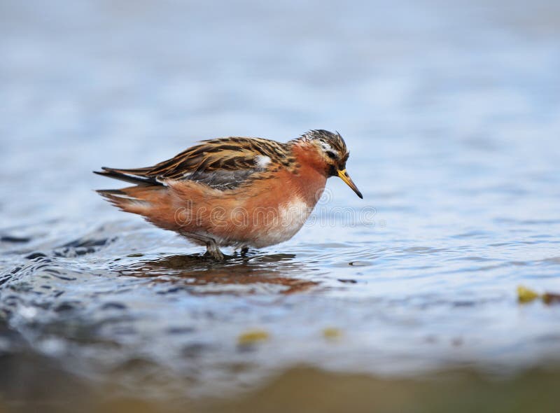 Red Phalarope (Grey Phalarope) Stock Photo - Image of female, flatey ...