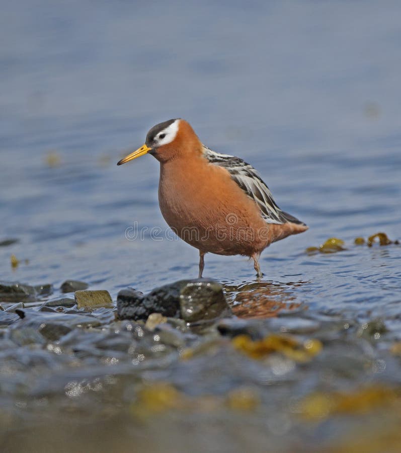 Red Phalarope (Grey Phalarope) Stock Photo - Image of female, flatey ...