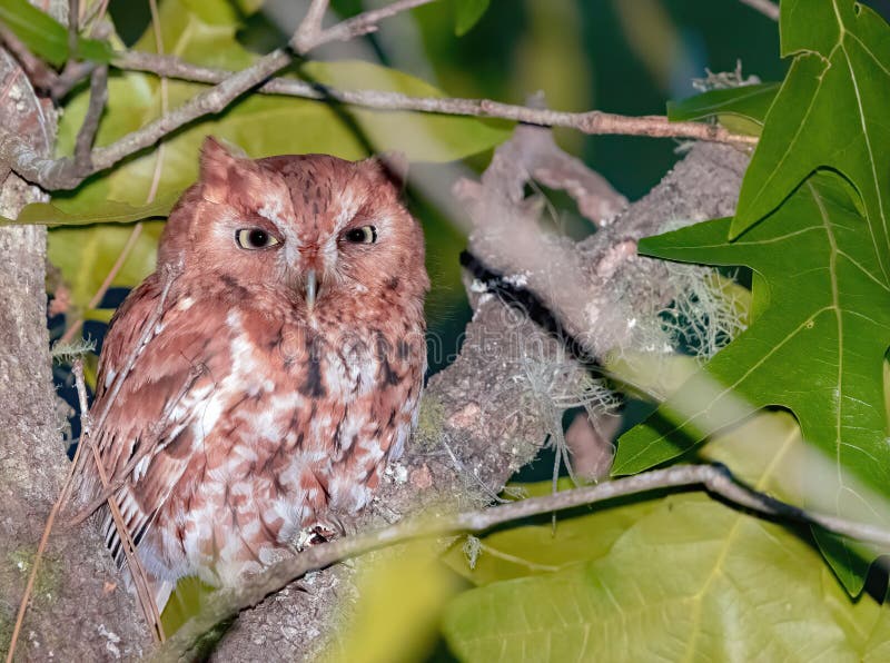 Red Phase Eastern Screech Owl Stock Image - Image of eastern, nature ...