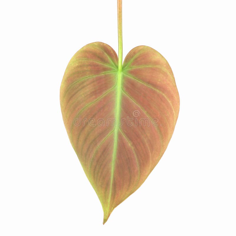 Red Philodendron Micans Leaf Texture Stock Photo - Image of leaves ...