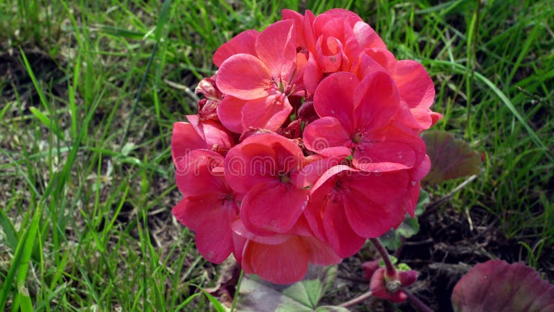 Red Phlox Flowers among Grass Stock Photo - Image of garden, bush ...