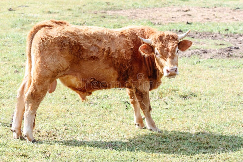 Bull Peeing Stock Photos - Free & Royalty-Free Stock Photos from Dreamstime