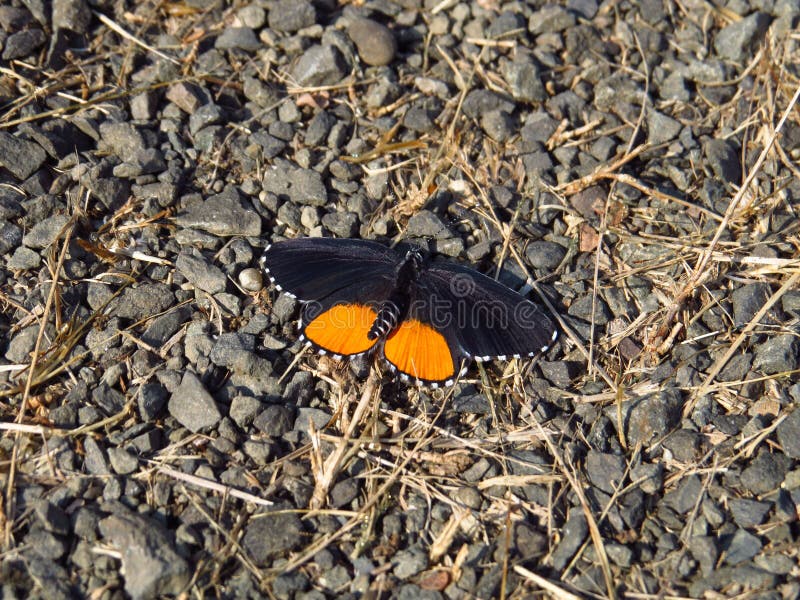 Red Pierrot Butterfly stock image. Image of beauty, color - 38269613