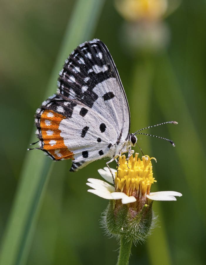 Red Pierrot Butterfly stock image. Image of beauty, color - 38269613