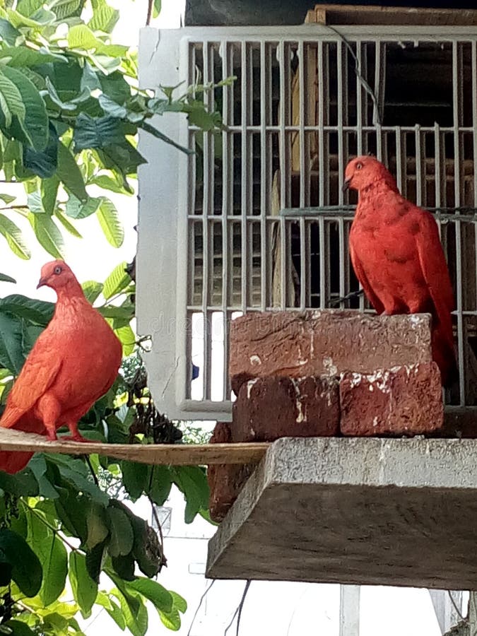 Red Pigeons stock image. Image of rare, birds, pigeons - 123211617