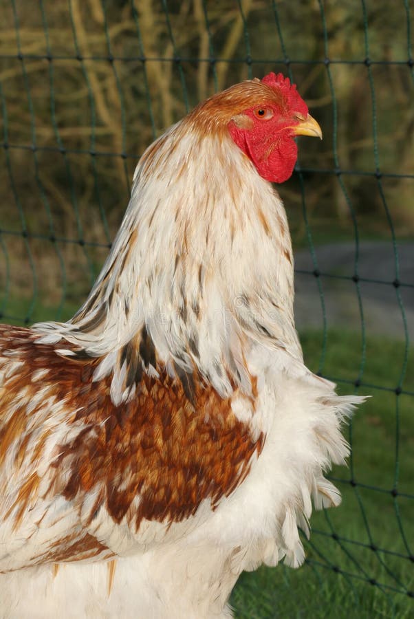 Red Pile Brahma Cockerel stock image. Image of portrait - 2389203