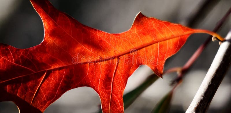 Red pin oak leaf stock photo. Image of autumn, leaf, foliage - 73541502