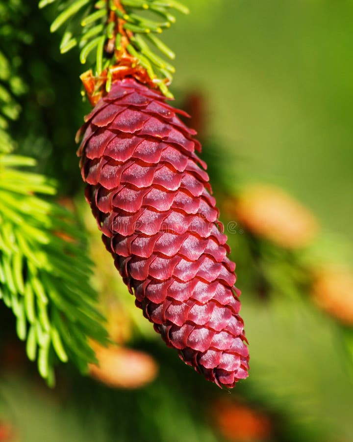 Red pine cone stock photo. Image of beauty, life, forest - 23189242