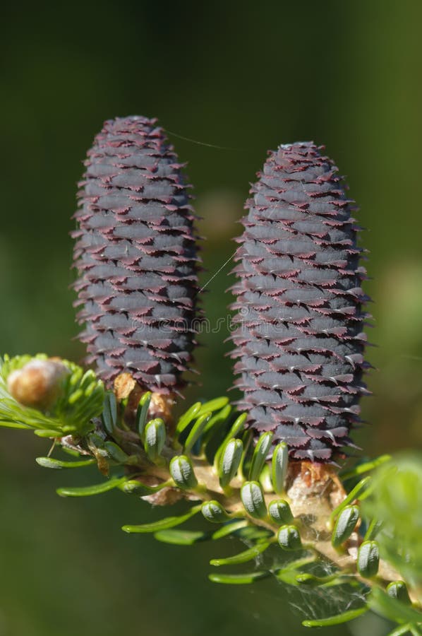 Red Pine cones stock photo. Image of spring, cone, green - 19785790