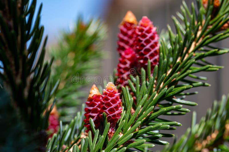 Red Pine Cones of Norway Spruce, Also Known As Acrocona Stock Photo ...