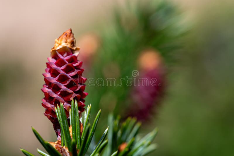 Red Pine Cones of Norway Spruce, Also Known As Acrocona Stock Photo ...