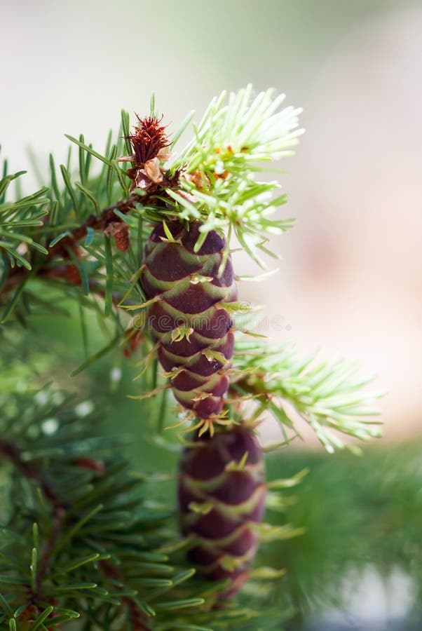 Red Pine Cones stock image. Image of cone, growth, detail - 165031481