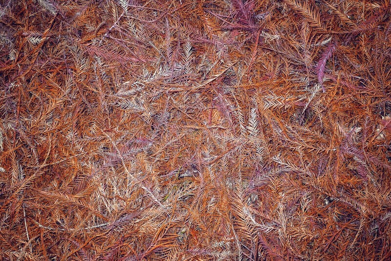 Red pine needles stock photo. Image of needle, pine, plant - 91819698