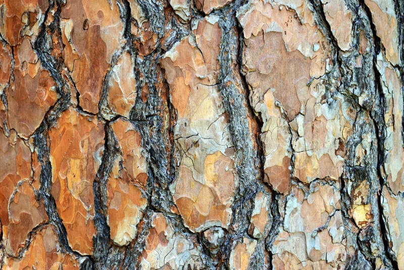 Red Pine Tree Bark Texture with Large Scales. Rough Surface. Stock ...