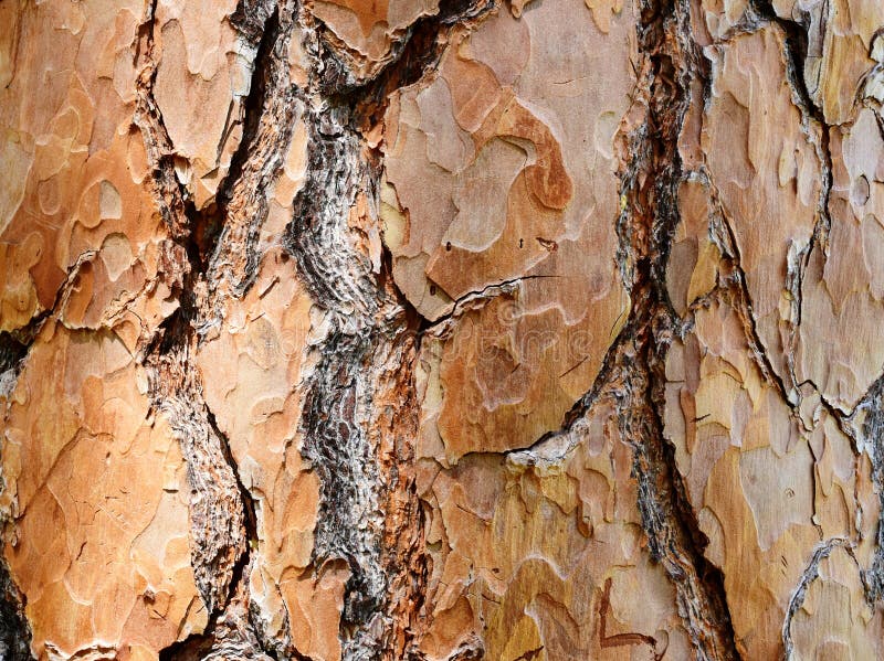Red Pine Tree Bark Texture with Large Scales. Rough Surface. Stock ...
