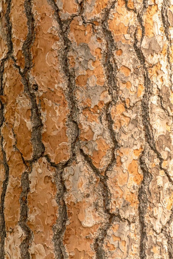 Red Pine Bark Texture stock image. Image of abstract - 50762305
