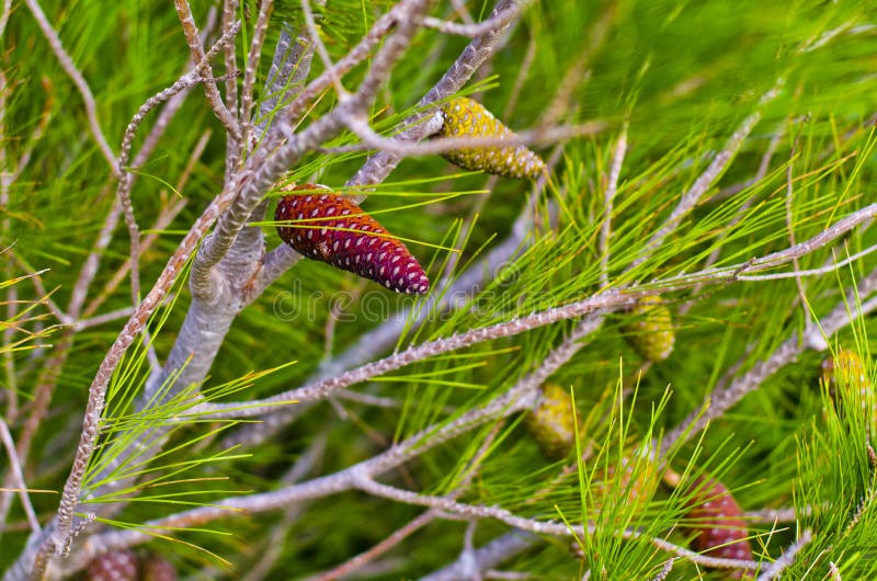 Red pine tree stock image. Image of pinus, resinosa, needles - 35825521