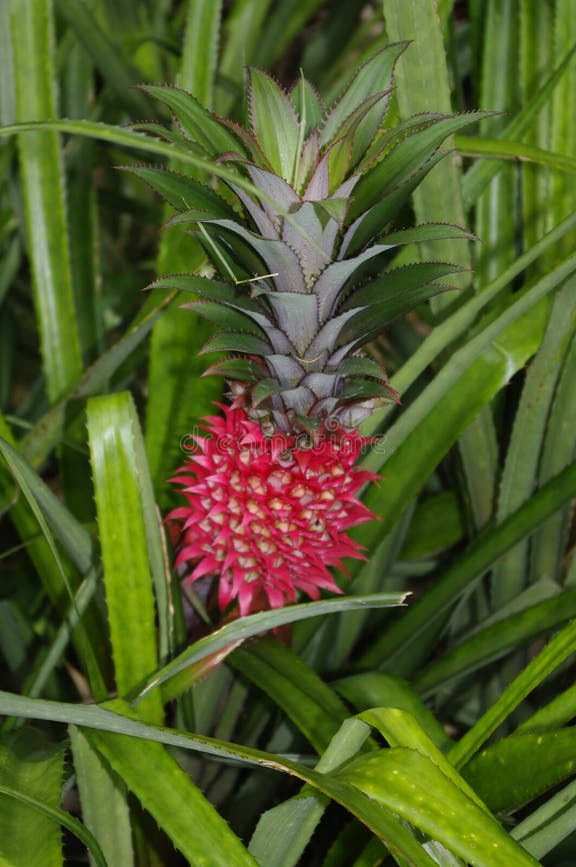 Red Pineapple ( Ananas Bracteatus ) Stock Image - Image of green ...