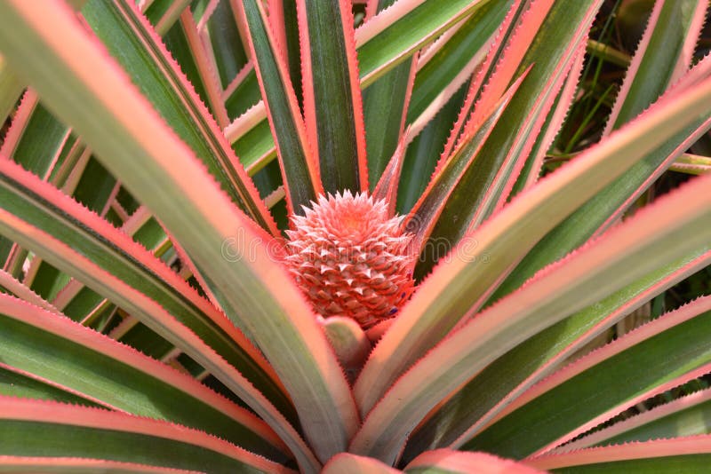 Red pineapple stock photo. Image of leaves, garden, thorn - 36007296