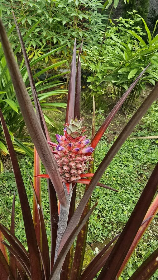 Red Pineapple is emerging stock photo. Image of emerging - 391894142