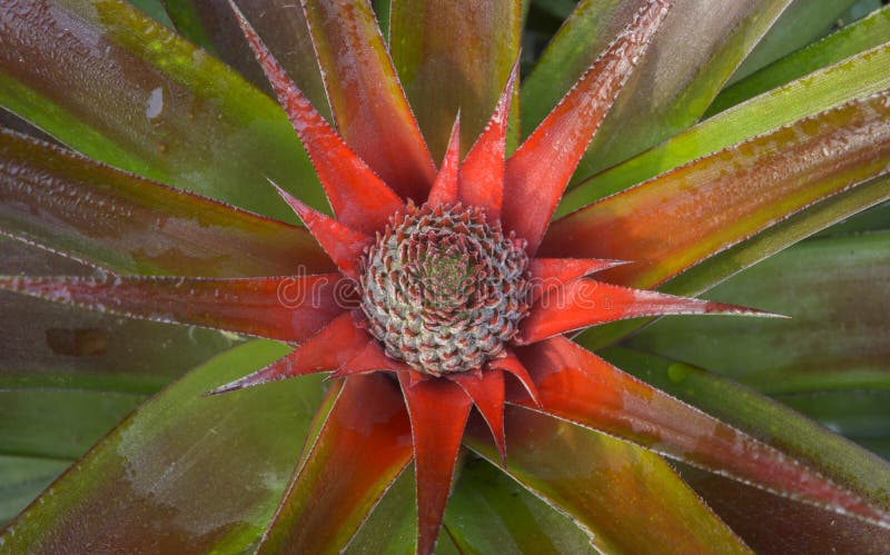 Red pineapple flower stock photo. Image of growth, nature - 40892162
