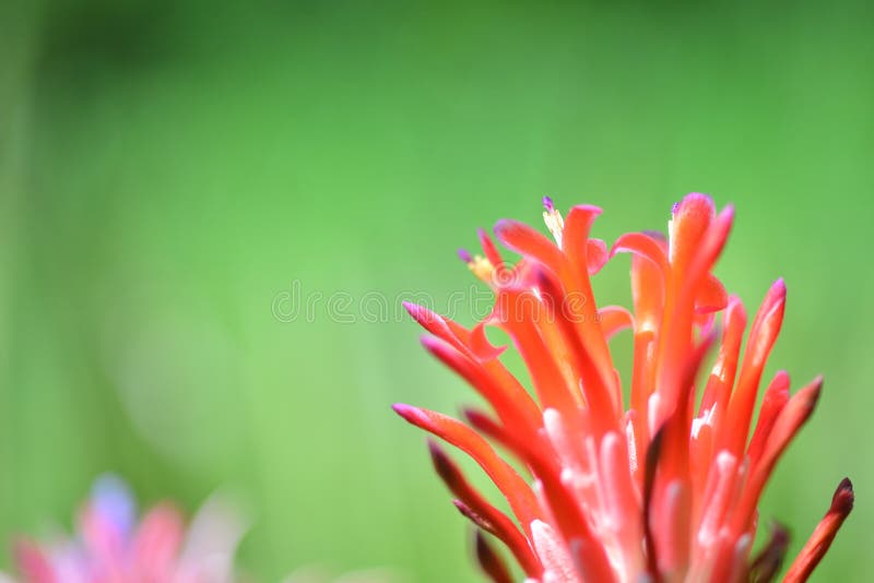Red pineapple flower stock photo. Image of decorative - 82995292