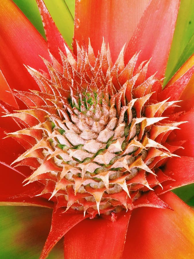 Red Pineapple Flowers on Green Leaves Stock Photo - Image of fruit ...