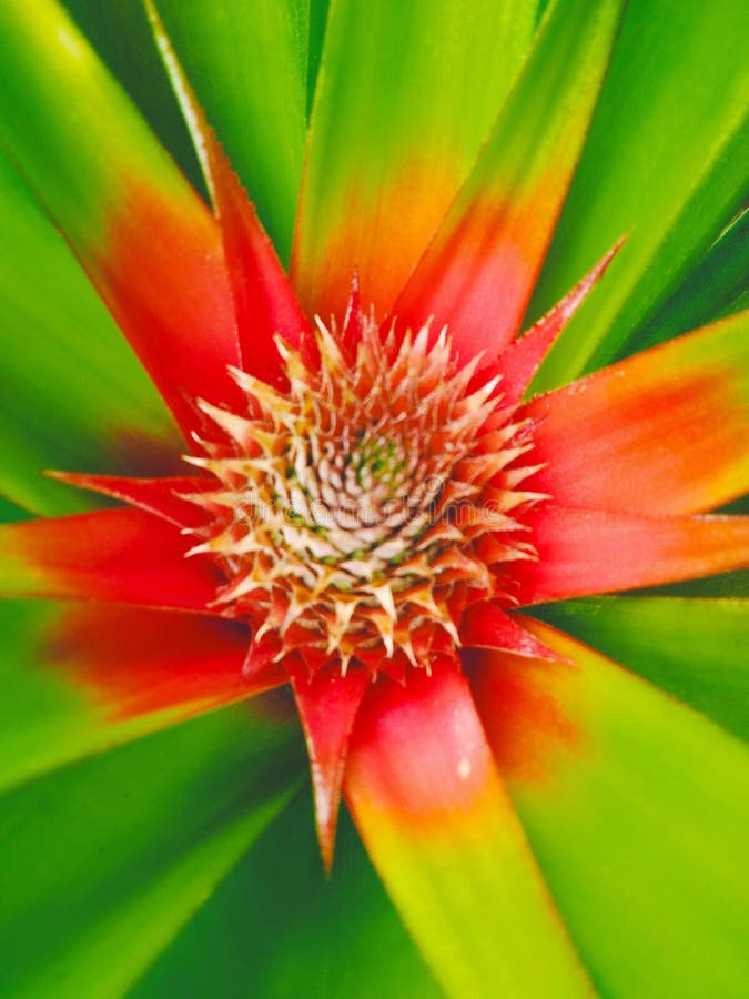 Red Pineapple Flowers on Green Leaves Stock Image - Image of flowers ...