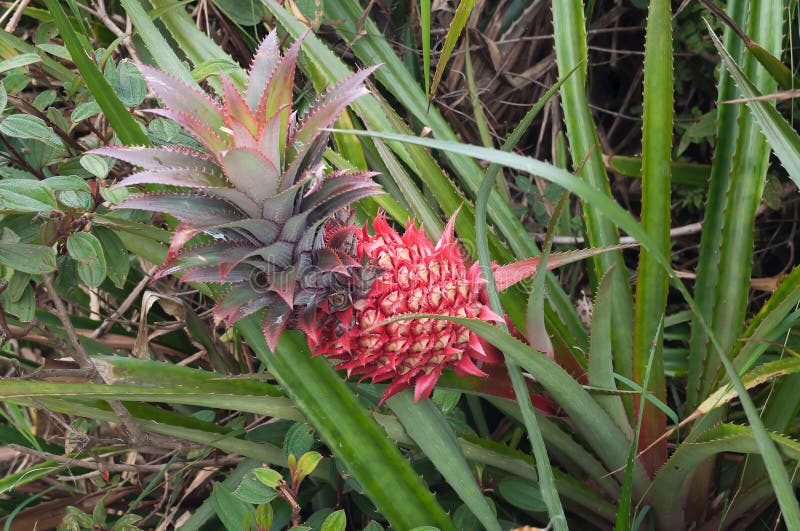 Red pineapple stock photo. Image of plant, healthy, health - 42768540
