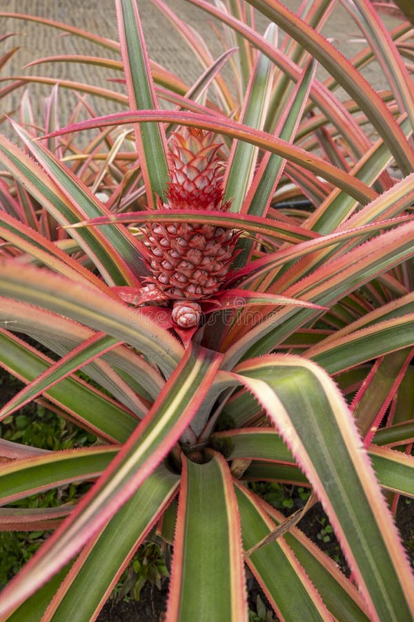 Red Pineapple this Fruit is Included in the Type of Flower. Stock Photo ...