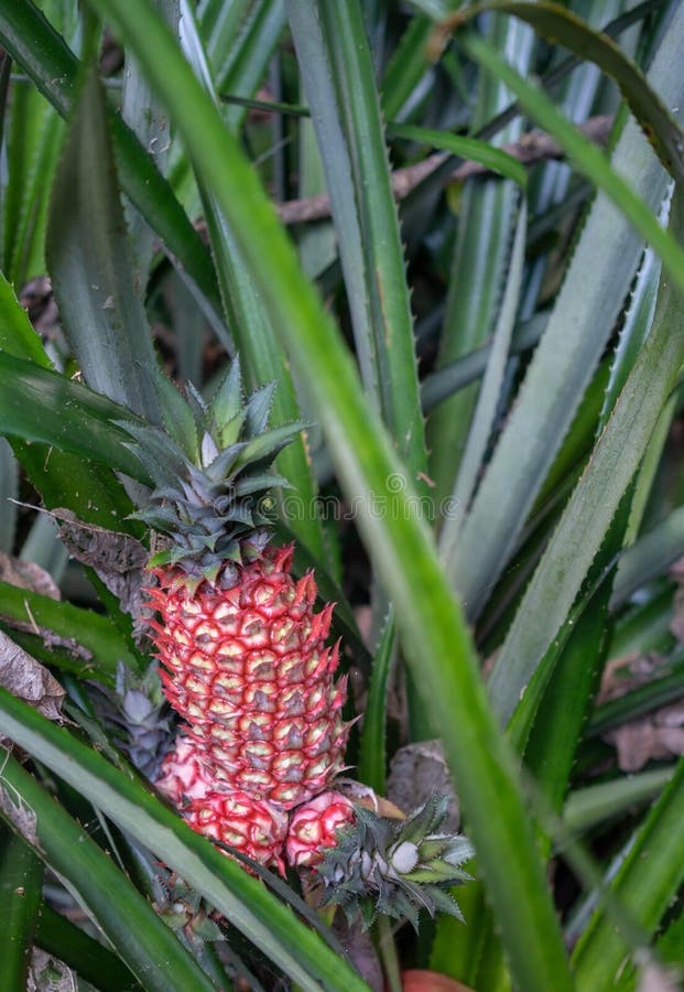Red Pineapple Growing in Garden Stock Photo - Image of focus, america ...