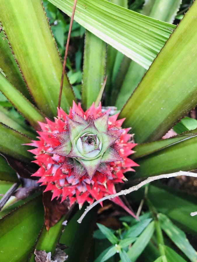 Red Pineapple in Sri Lankan Stock Photo - Image of green, flower: 278326610