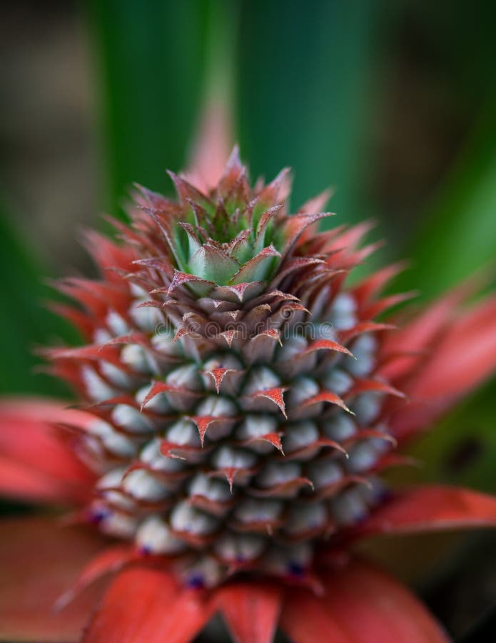 Red pineapple on the tree stock image. Image of pineapple - 227705591
