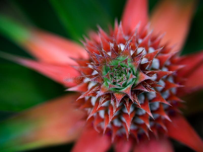 Red pineapple on the tree stock photo. Image of pineapple - 227705044