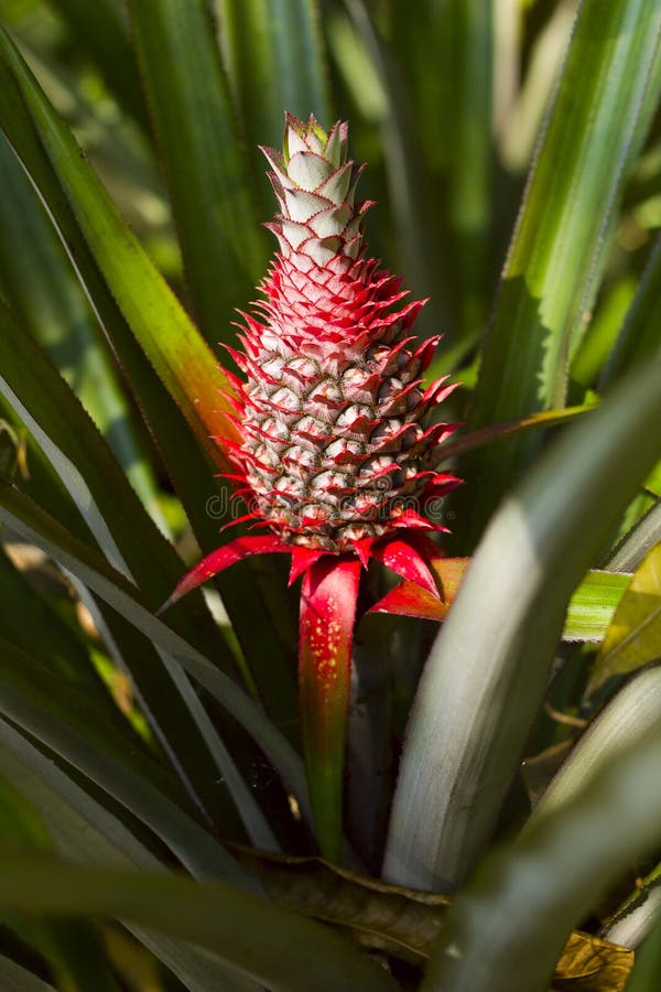 Red Pineapple Tropical Fruit Stock Photo - Image of green, healthy ...
