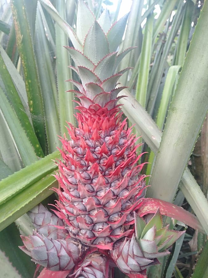 Young Pineapple Fruit is Reddish in Color Stock Image - Image of young ...