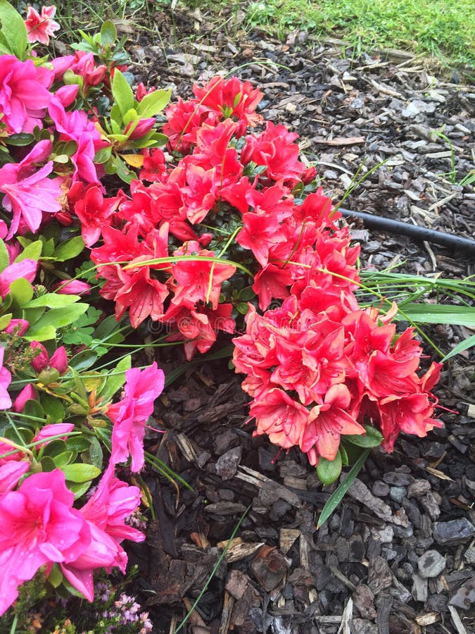 Red and pink Azalea stock photo. Image of bunch, lying - 79480242