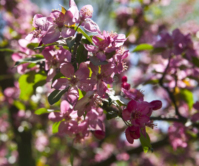Red, Pink Cherry Blossom Plant in the Forest Stock Photo - Image of ...
