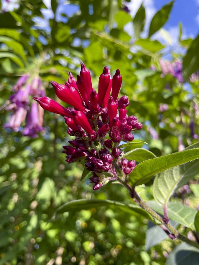 Red Pink Colored Hammer Bush Flower, Cestrum Elegans Stock Image ...